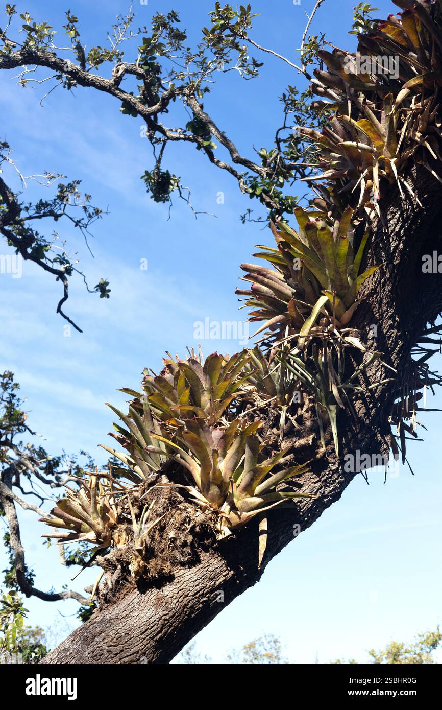Bromeliad plants hi-res stock photography and images - Alamy