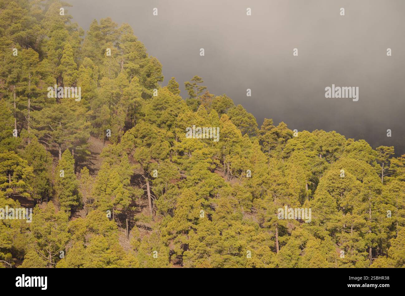 Forest of Canary Island pine Pinus canariensis. Integral Natural ...