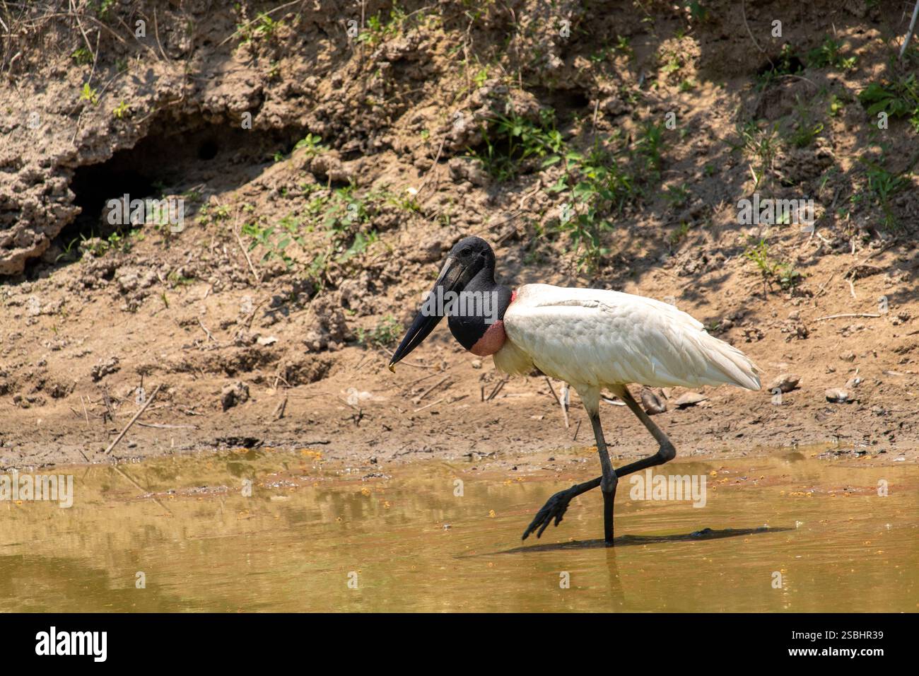 Tuiuiu hi-res stock photography and images - Alamy