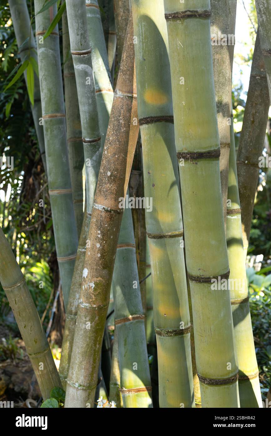 Dendrocalamus giganteus - giant bamboo Stock Photo - Alamy