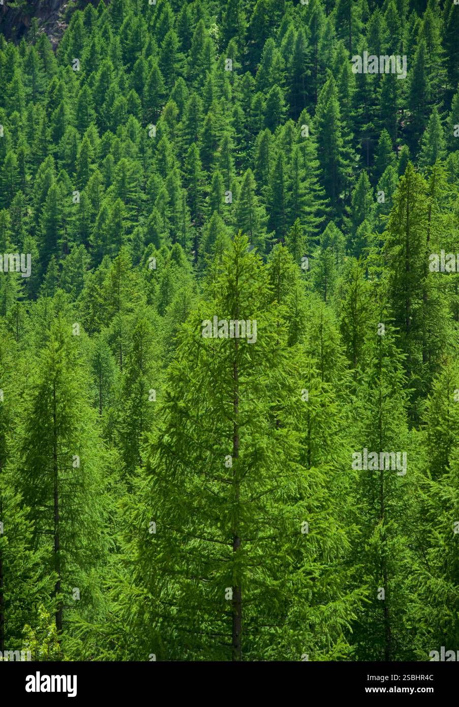 Detail of Larch conifer trees on the mountain peaks around Ailefroide ...