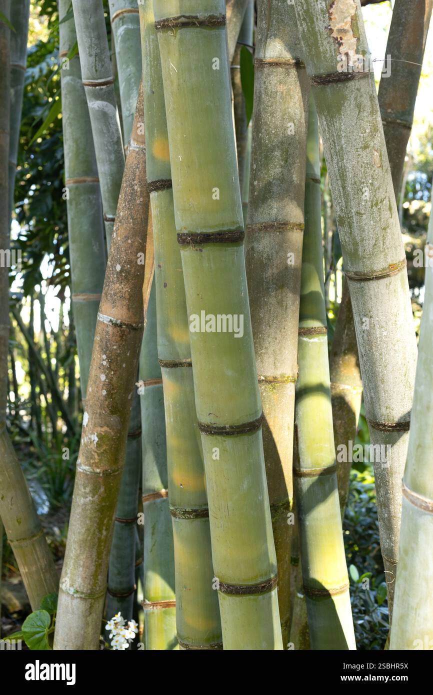 Dendrocalamus giganteus - giant bamboo Stock Photo - Alamy
