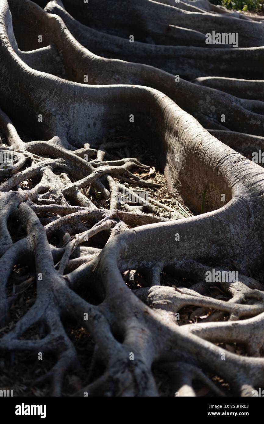 Roots of a very large banyan tree Stock Photo - Alamy