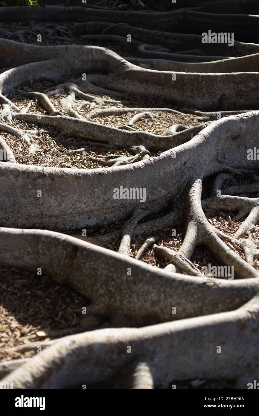 Roots of a very large banyan tree Stock Photo - Alamy