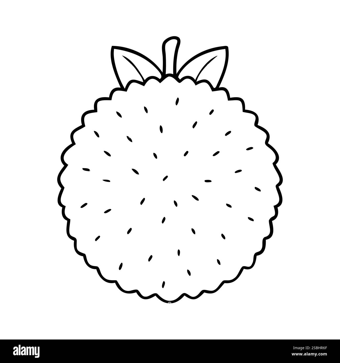 Lychee icon. Minimalist line drawing of a ripe lychee. Vector ...