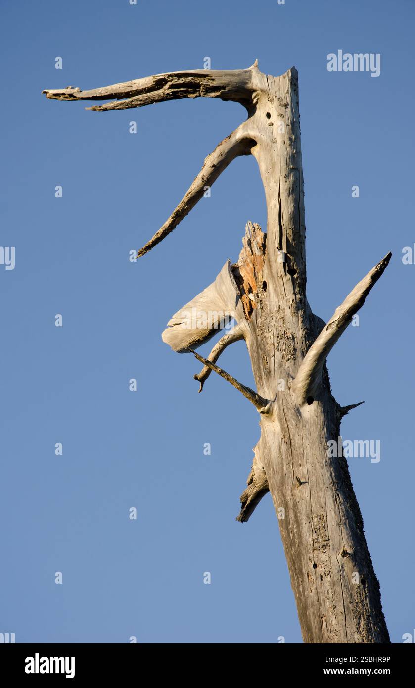 Dead Canary Island pine Pinus canariensis. Integral Natural Reserve of ...
