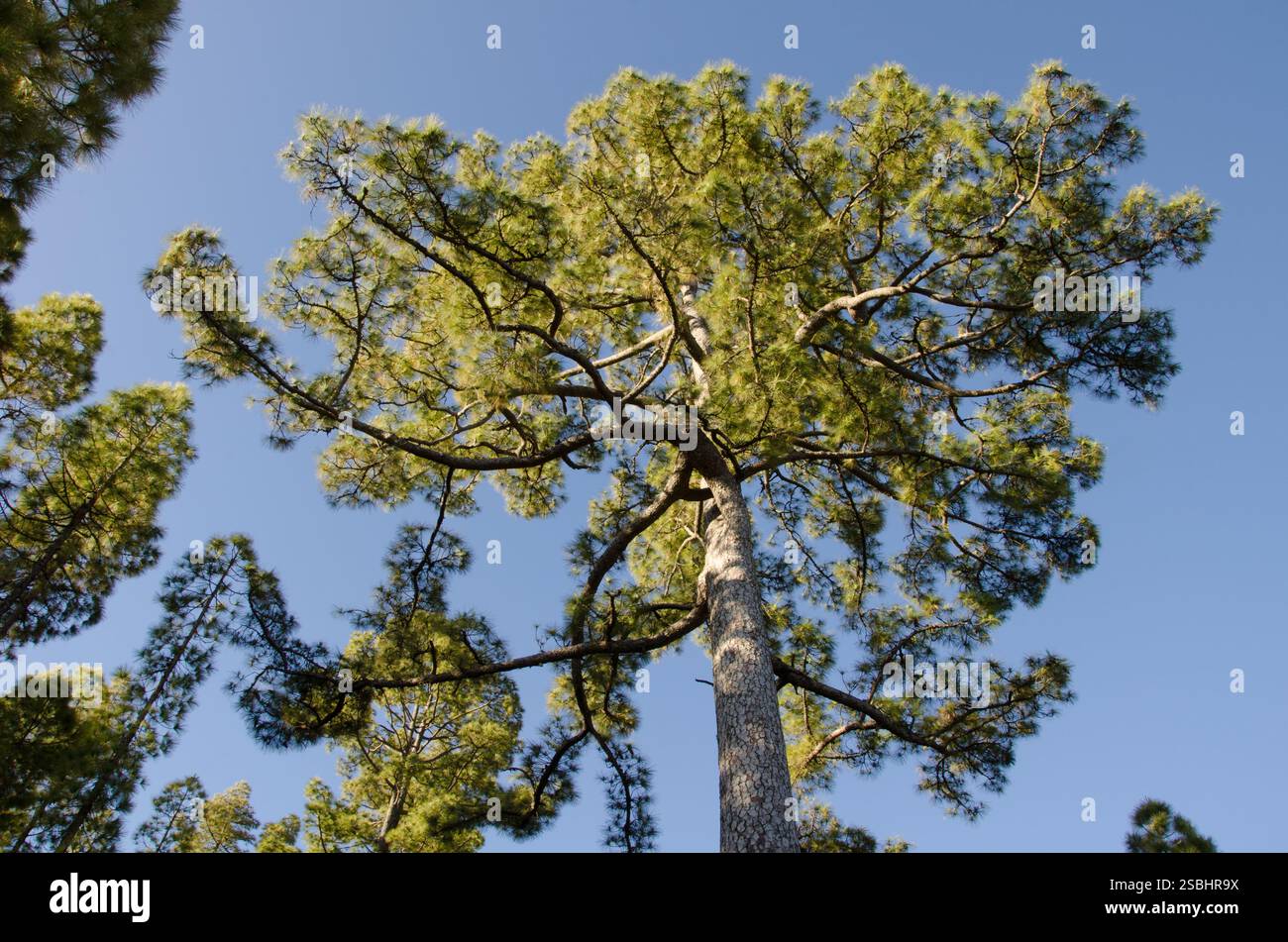Canary Island pine Pinus canariensis. Integral Natural Reserve of ...