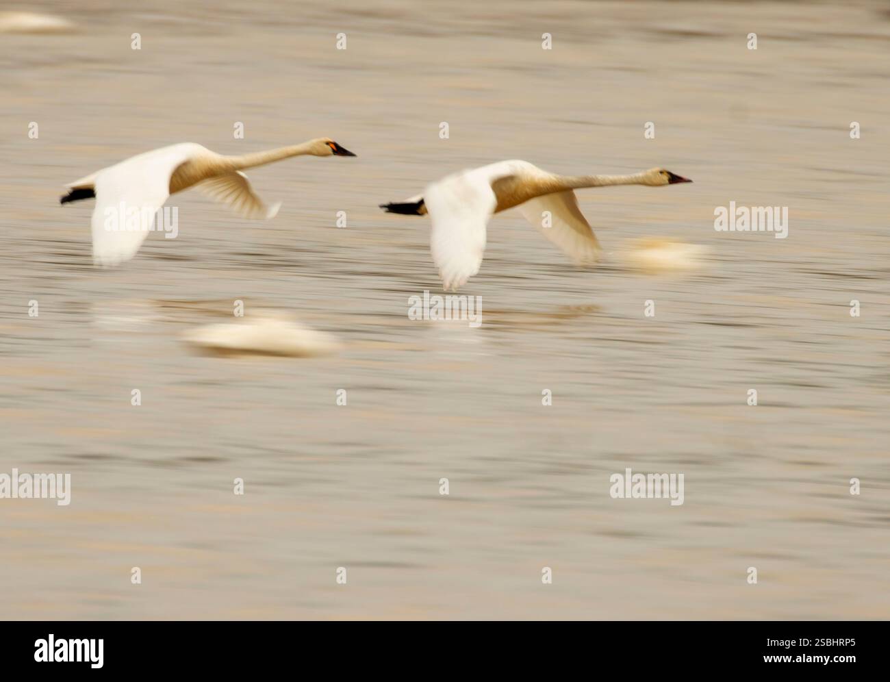 Tundra Swan (Cygnus columbianus) in flight at McFadden's Marsh, William ...
