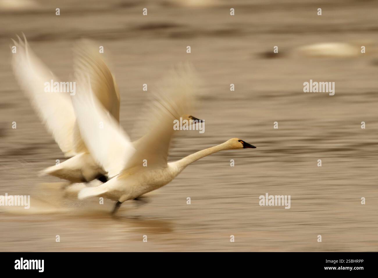 Tundra Swan (Cygnus columbianus) taking off at McFadden's Marsh ...