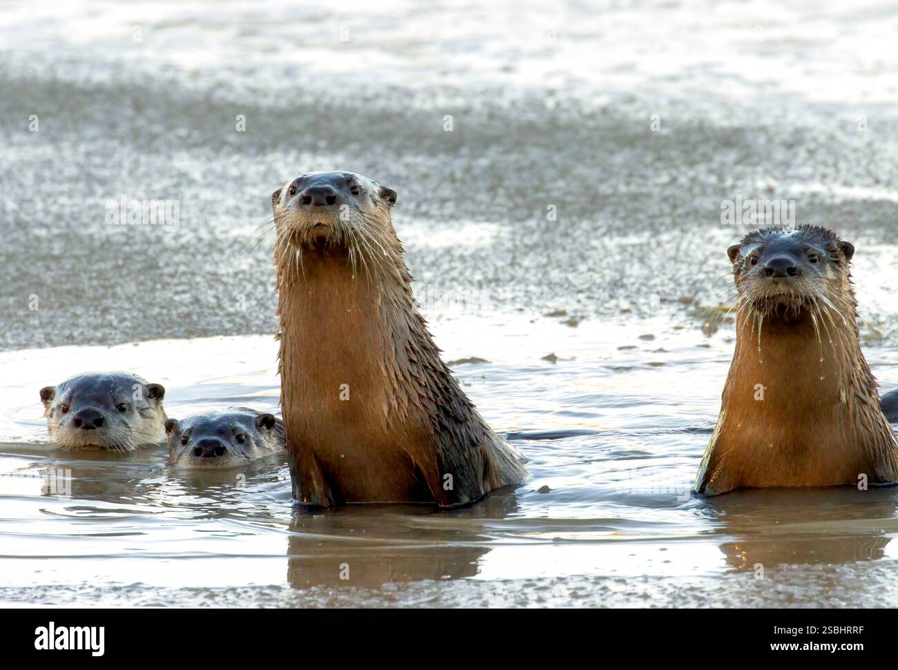 River otter (Lontra canadensis) at McFadden's Marsh, William Finley ...