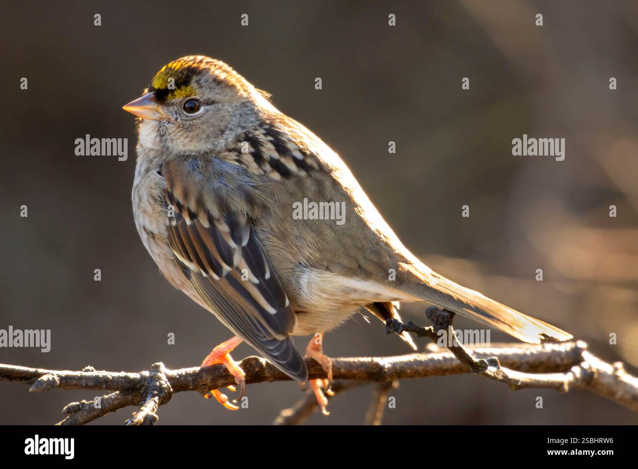 Golden-crowned sparrow (Zonotrichia atricapilla), William Finley ...