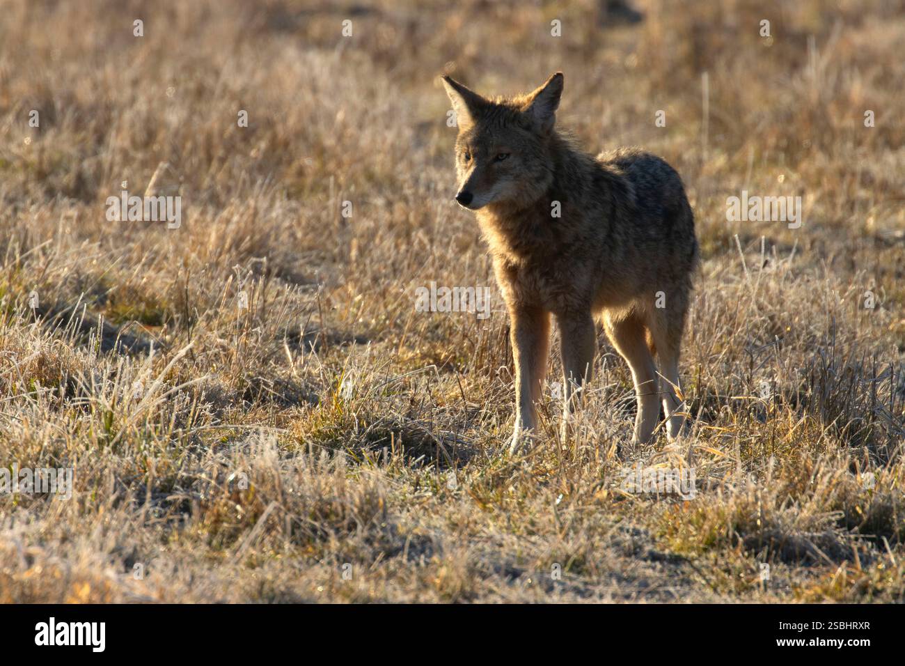 Coyote (Canis latrans), Ridgefield National Wildlife Refuge, Washington ...
