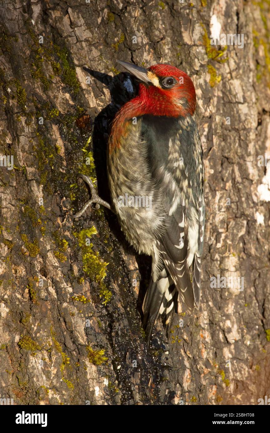 Red-breasted sapsucker (Sphyrapicus ruber), Billy Frank Jr Nisqually ...