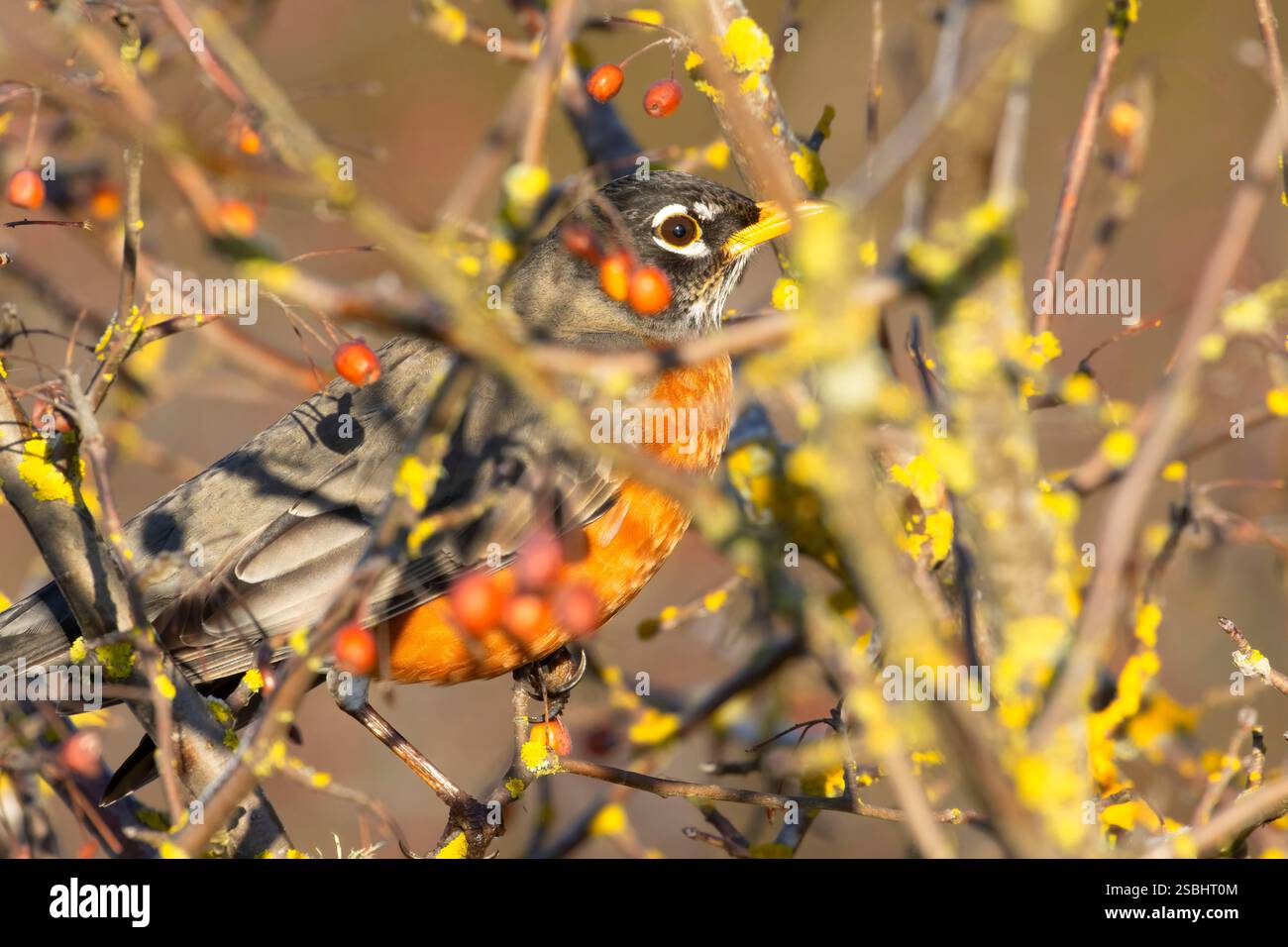 American robin (Turdus migratorius), Billy Frank Jr Nisqually National ...
