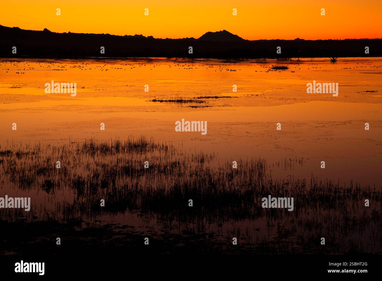 Glacier Peak sunrise, Fir Island Farm Game Reserve Unit, Skagit ...