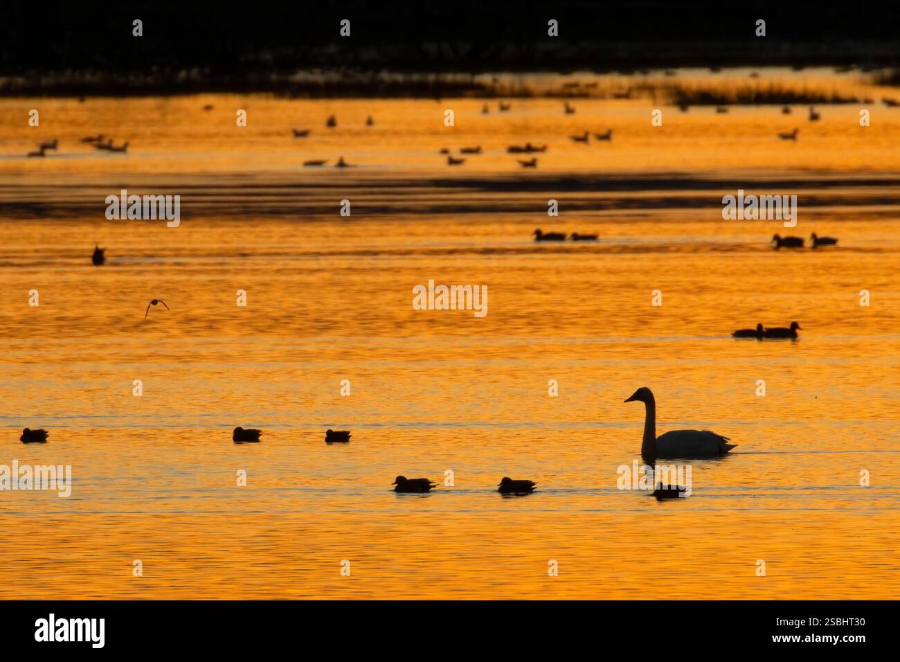 Estuary sunrise with swan, Fir Island Farm Game Reserve Unit, Skagit ...