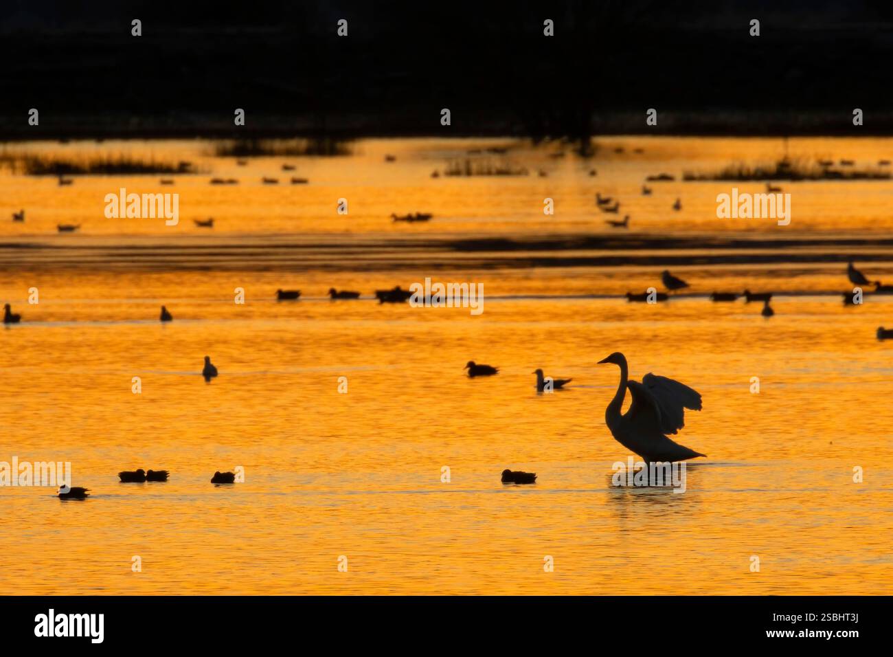 Estuary sunrise with swan, Fir Island Farm Game Reserve Unit, Skagit ...