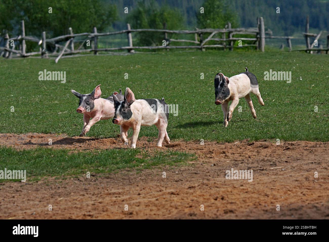 Cute little pigs running hi-res stock photography and images - Alamy