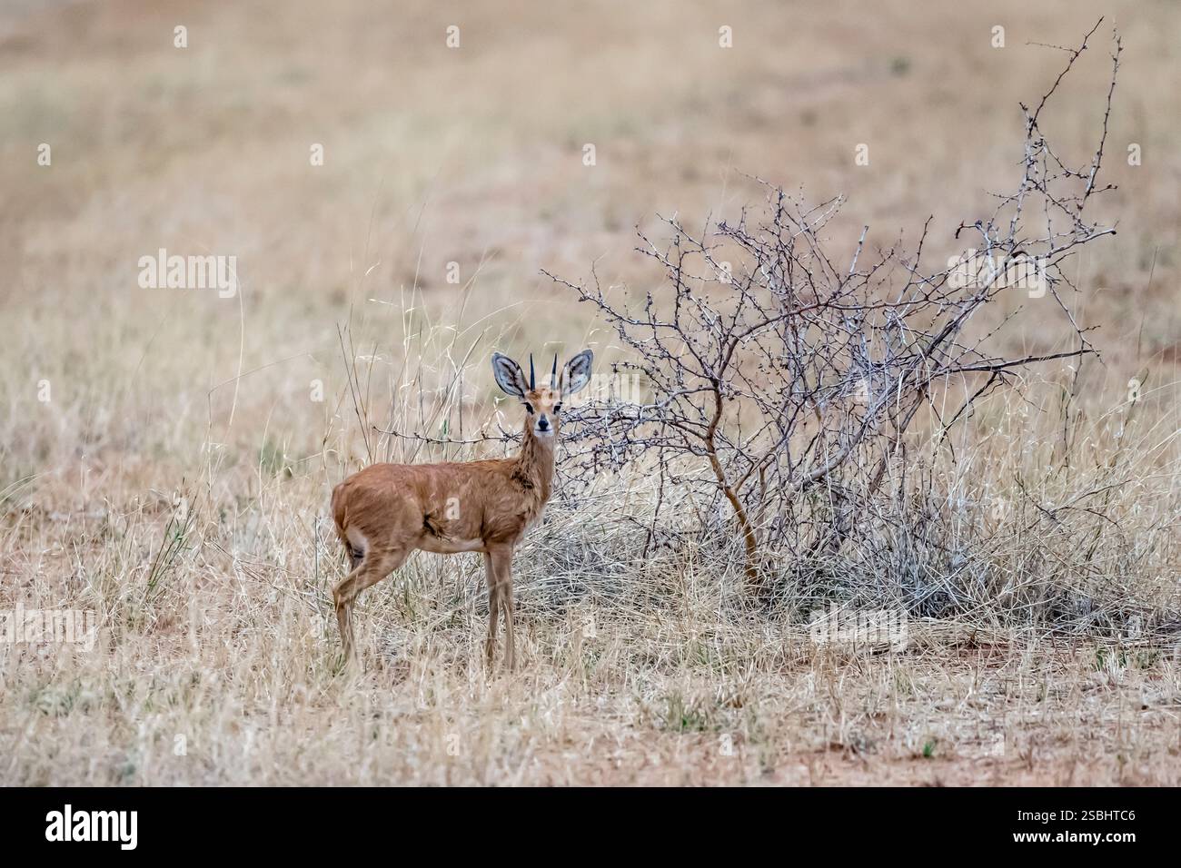 Steenbock hi-res stock photography and images - Alamy