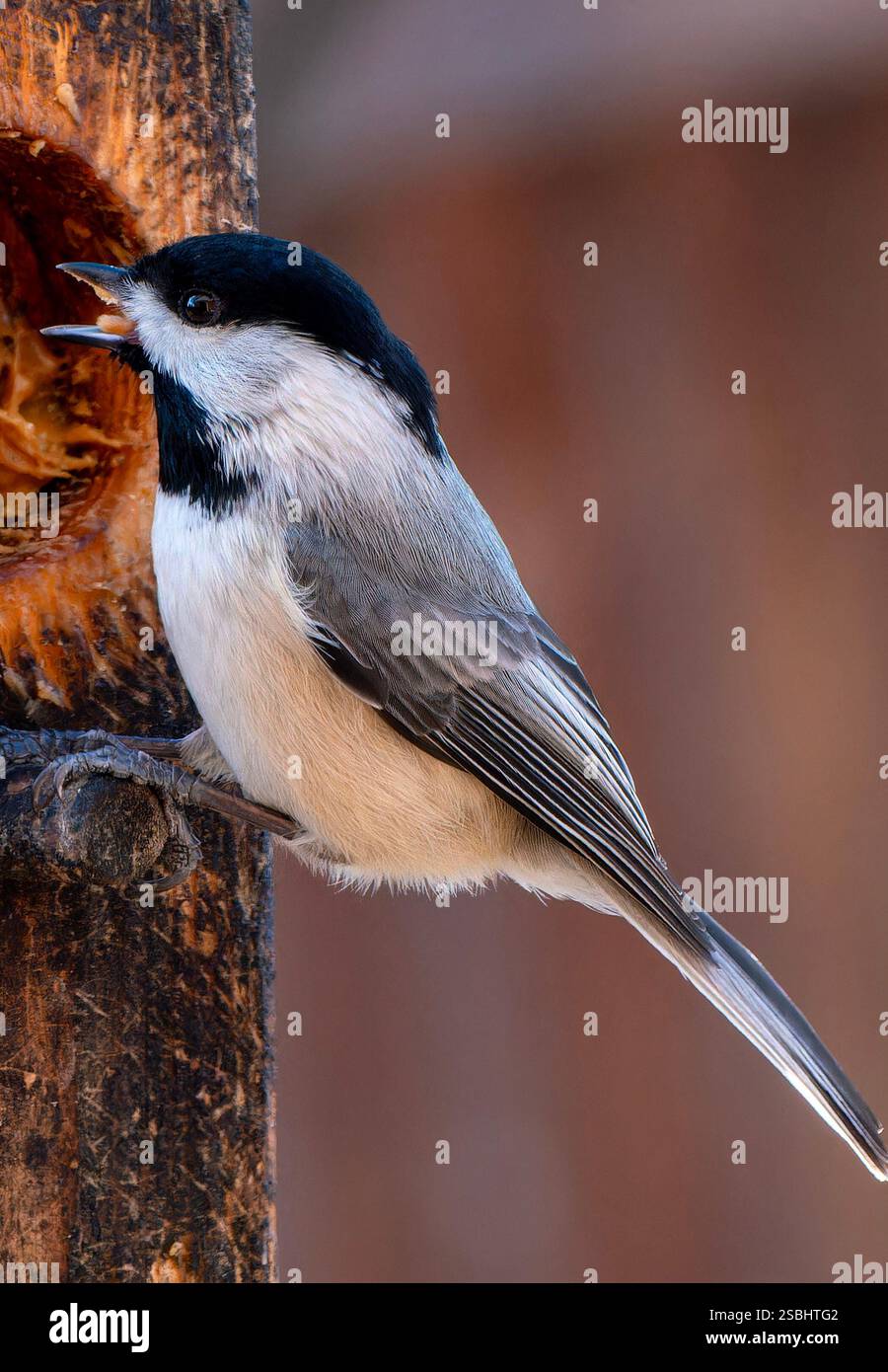 A Carolina Chickadee on the Peanut Butter feeder Stock Photo - Alamy