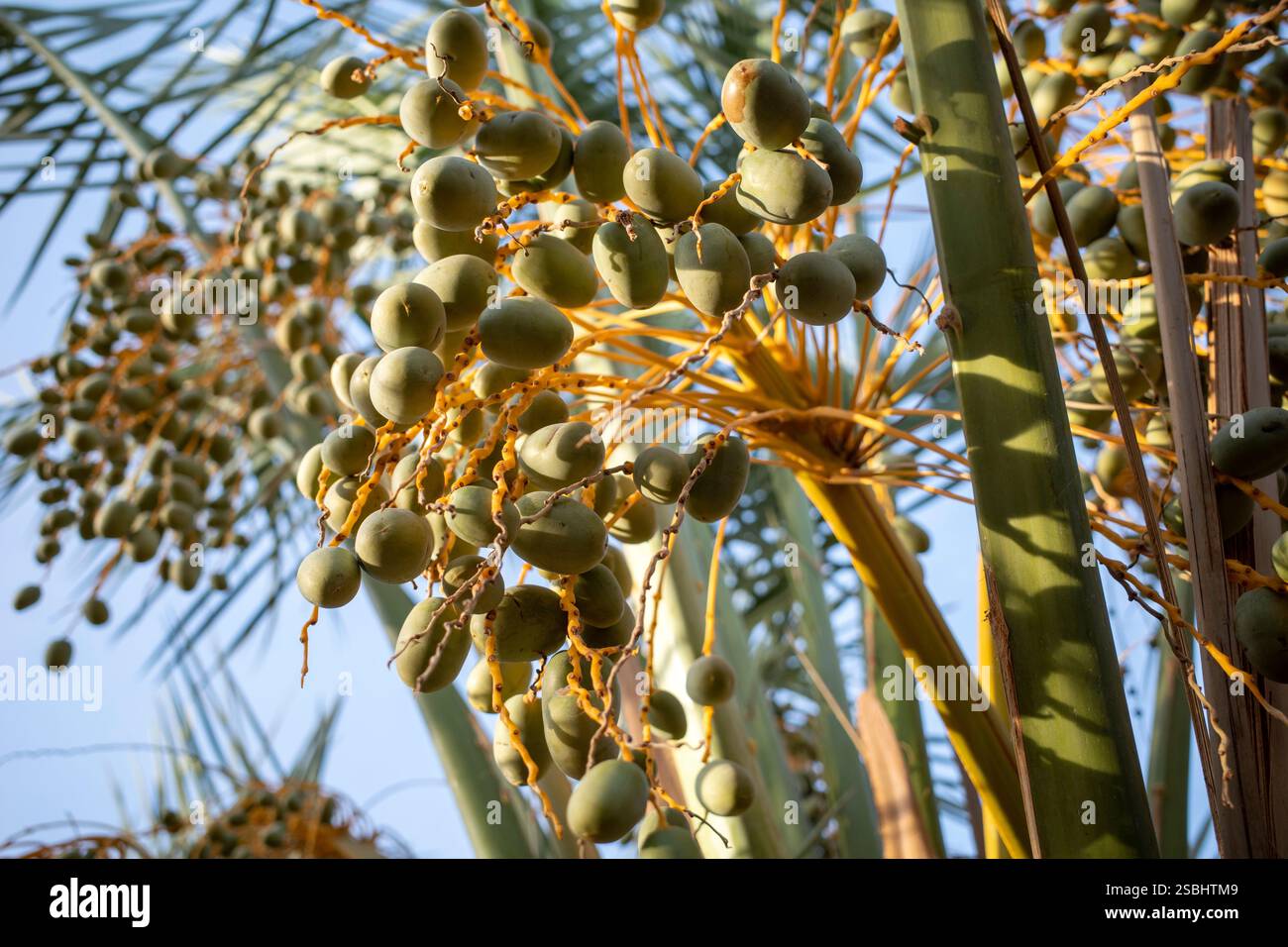 Dates Palm Tree (Phoenix dactylifera L) with raw fruits, in Saudi ...