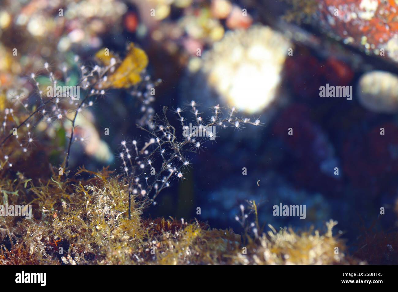 Christmas tree hydroid (Pennaria disticha) a colony of tiny polyps in ...