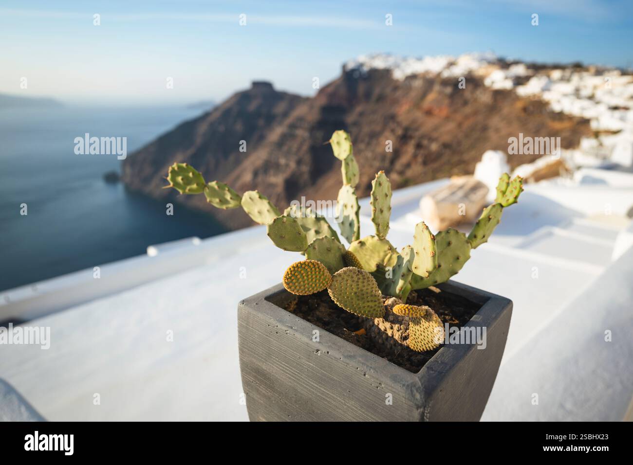 A cactus in a grey flower pot in front of the white houses of ...