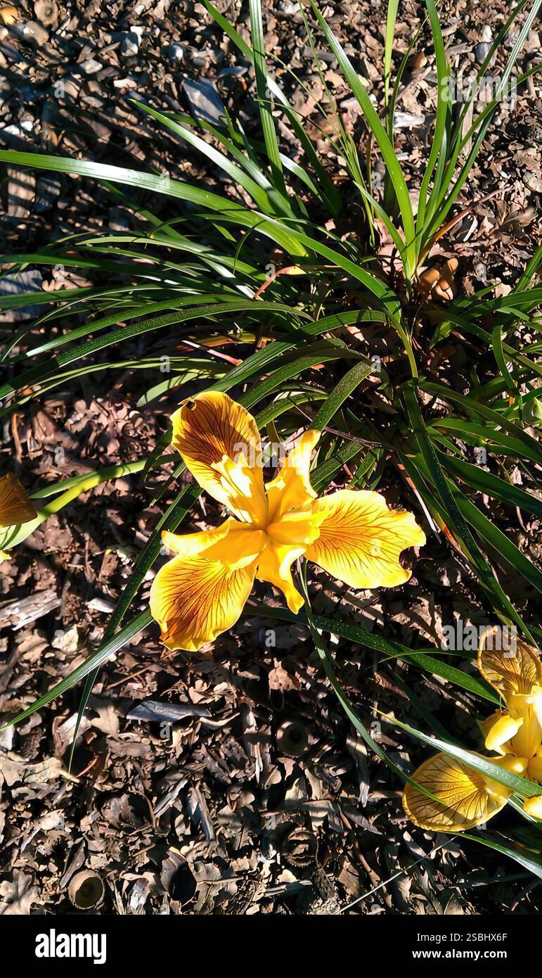 Vibrant yellow iris flowers in full bloom, highlighting the striking ...