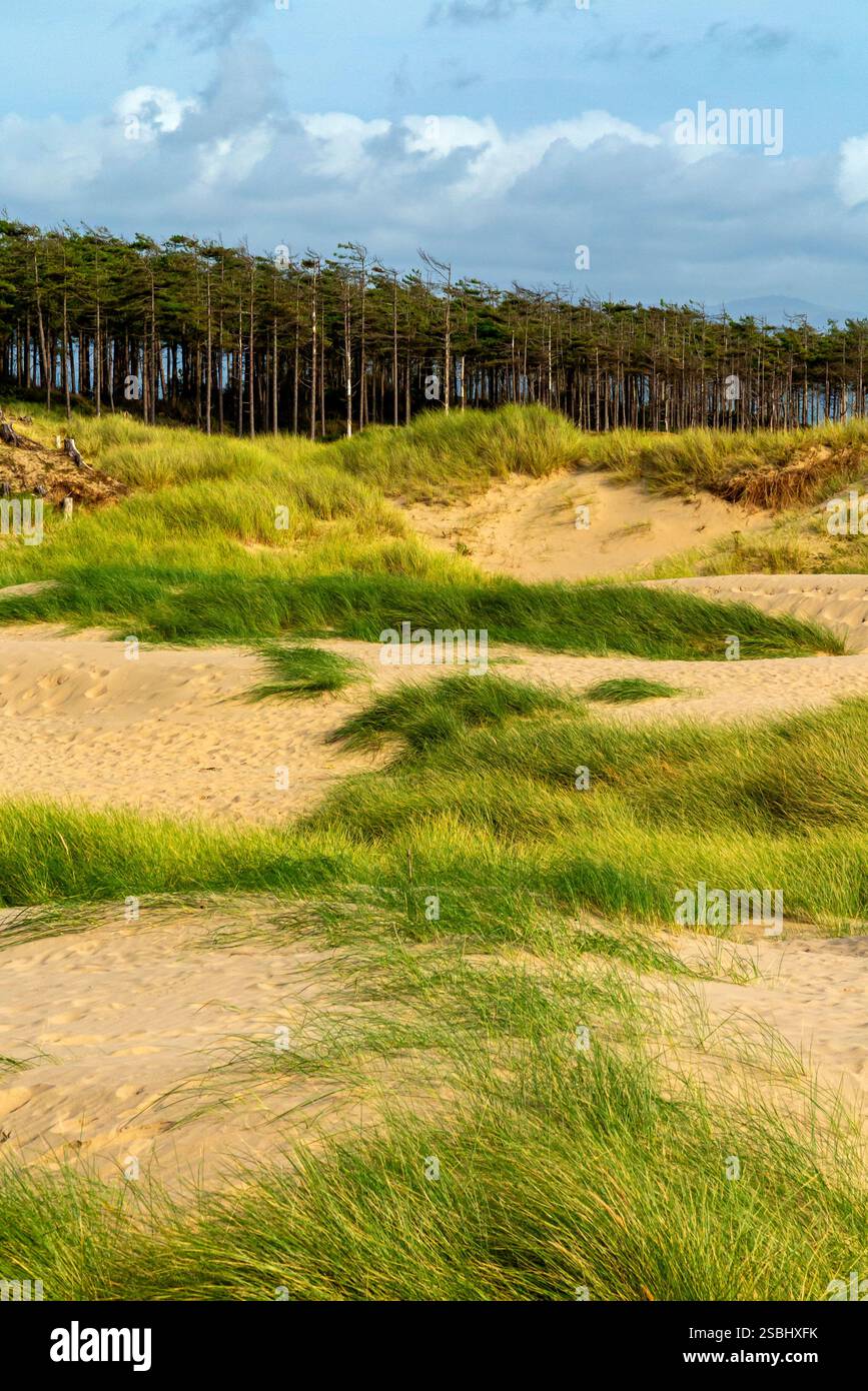 Traeth Llanddwyn a beach near Newborough National Nature Reserve on the ...