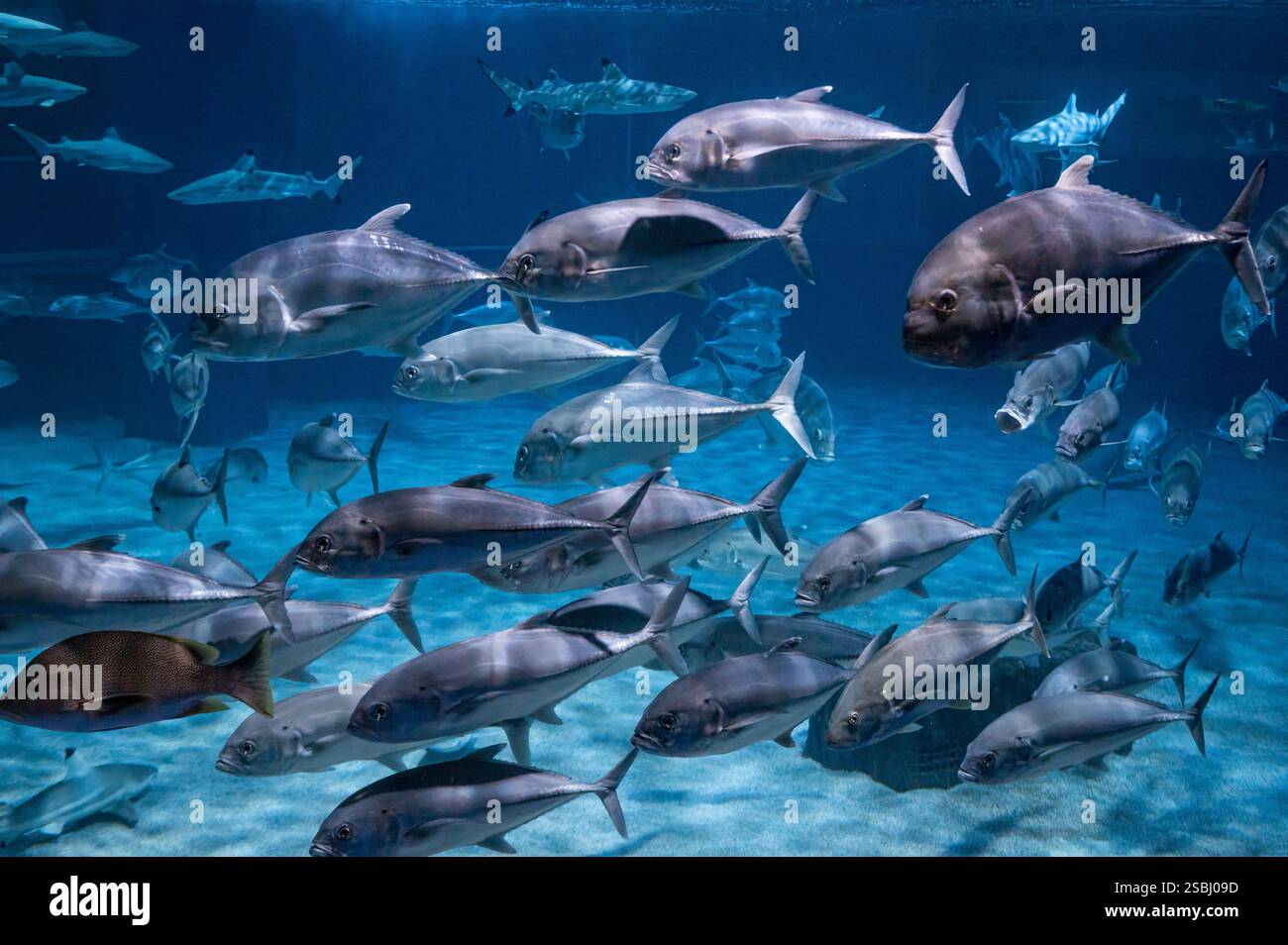 Giant trevally, Caranx ignobilis, Carangidae, Phuket Aquarium, Thailand ...
