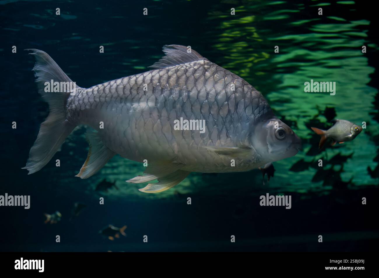Silver barb, Barbonymus gonionotus, Ciprynidae, Phuket Aquarium ...