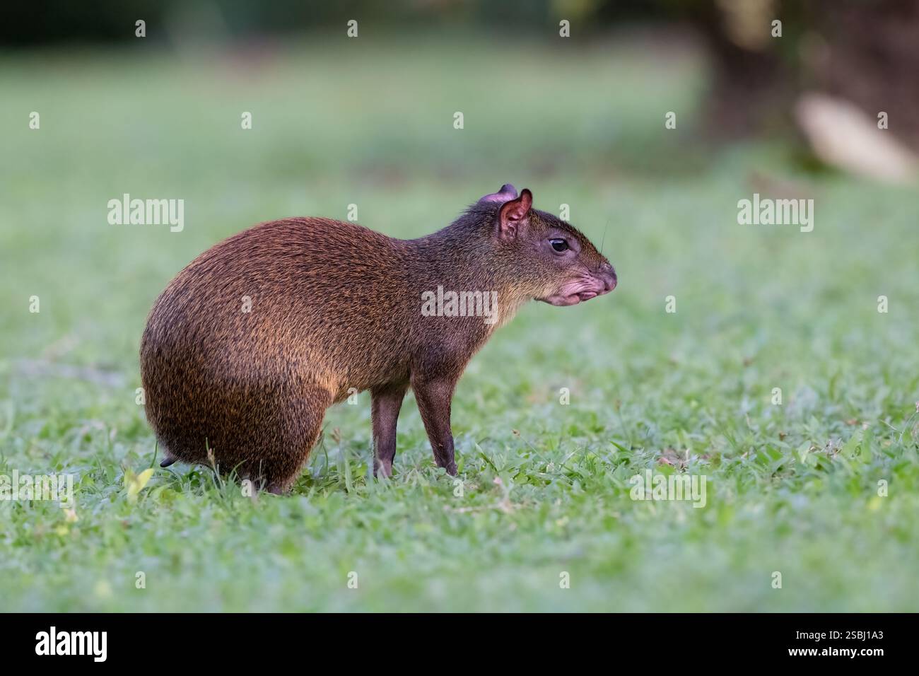 Dasyprocta punctata, Central American agouti, is a medium sized shy ...