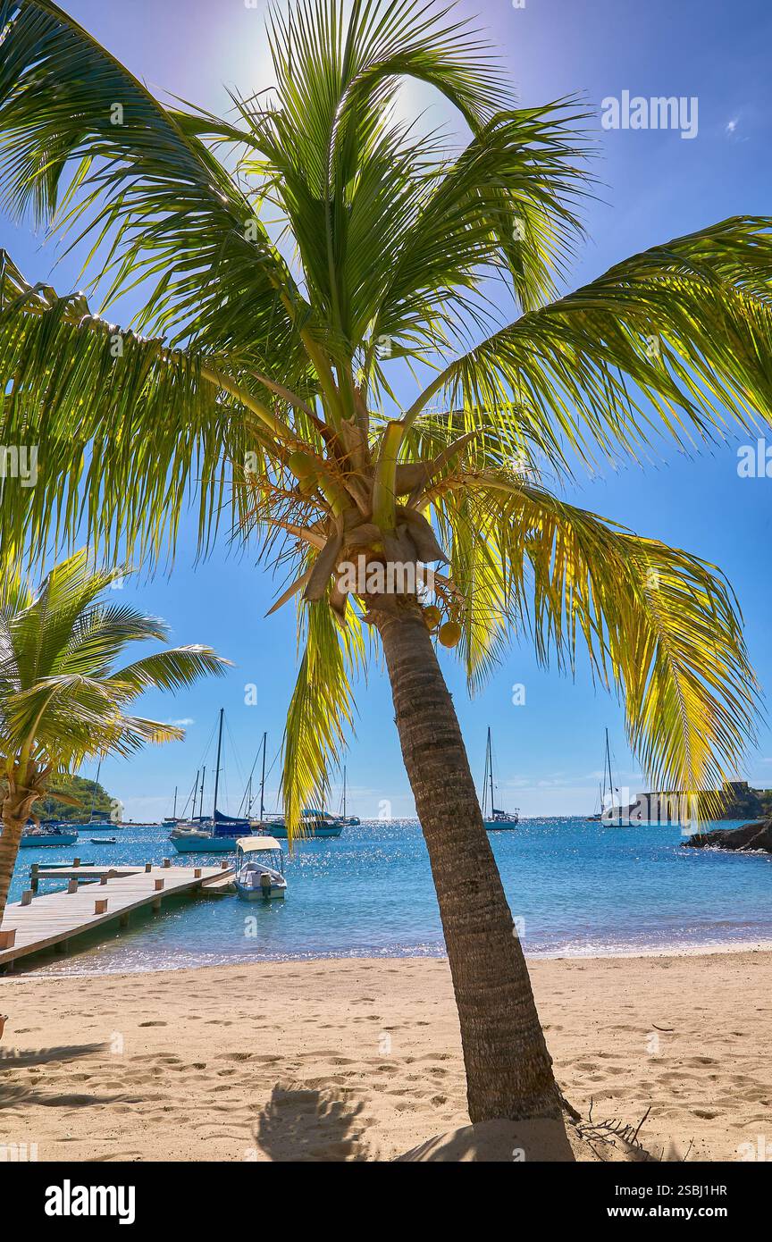 Picturesque Tropical Beach with Palms, Sailboats, and Wooden Dock in ...
