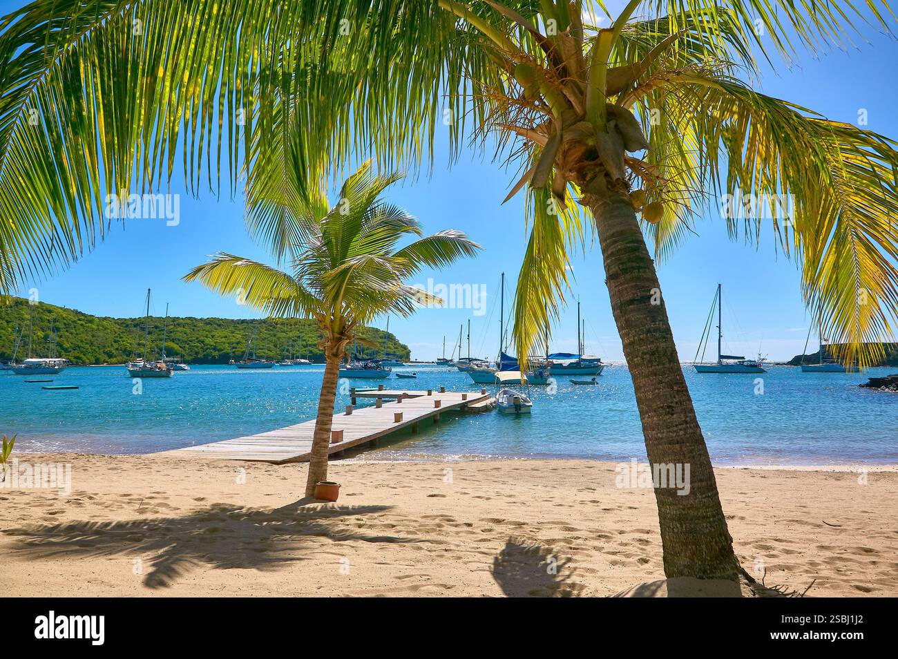 Picturesque Tropical Beach with Palms, Sailboats, and Wooden Dock in ...
