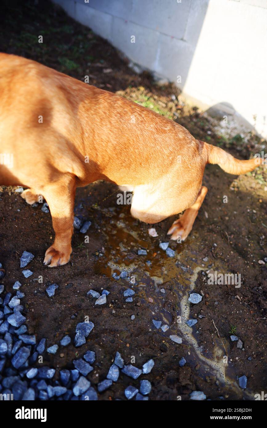 Brown dog urinating on the ground outdoors, with scattered rocks and ...