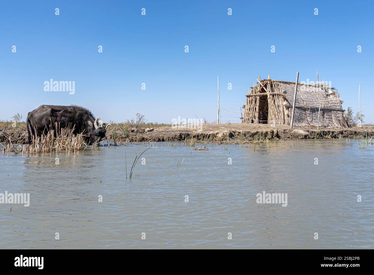 Boat trip in the Mesopotamian / Iraqi Marshes with the so called Marsh ...