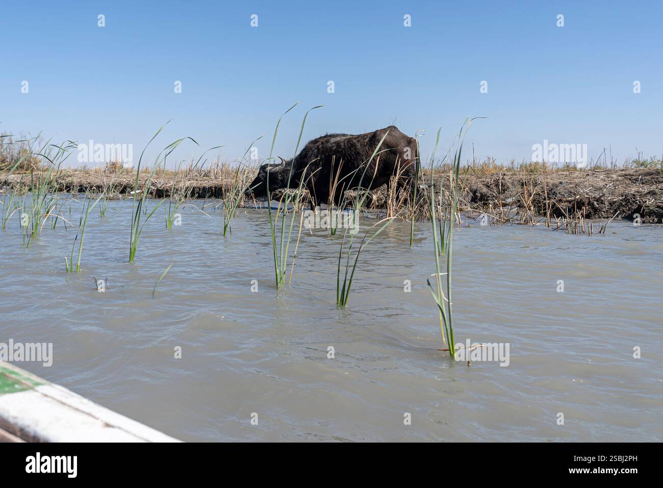 Boat trip in the Mesopotamian / Iraqi Marshes with the so called Marsh ...