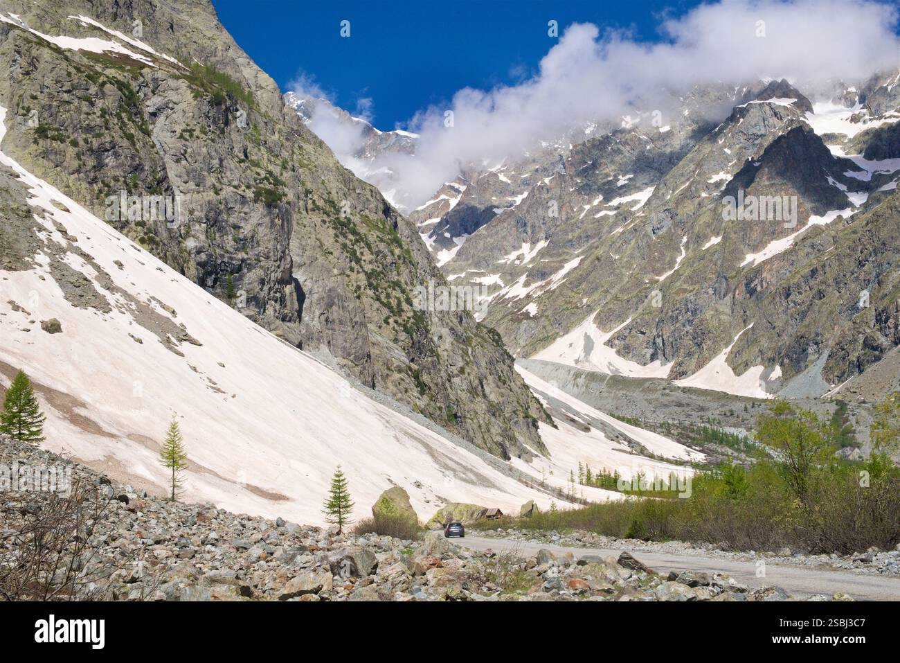 Pine trees growing on scree slopes in the Pierre Valley, Pré de Madame ...