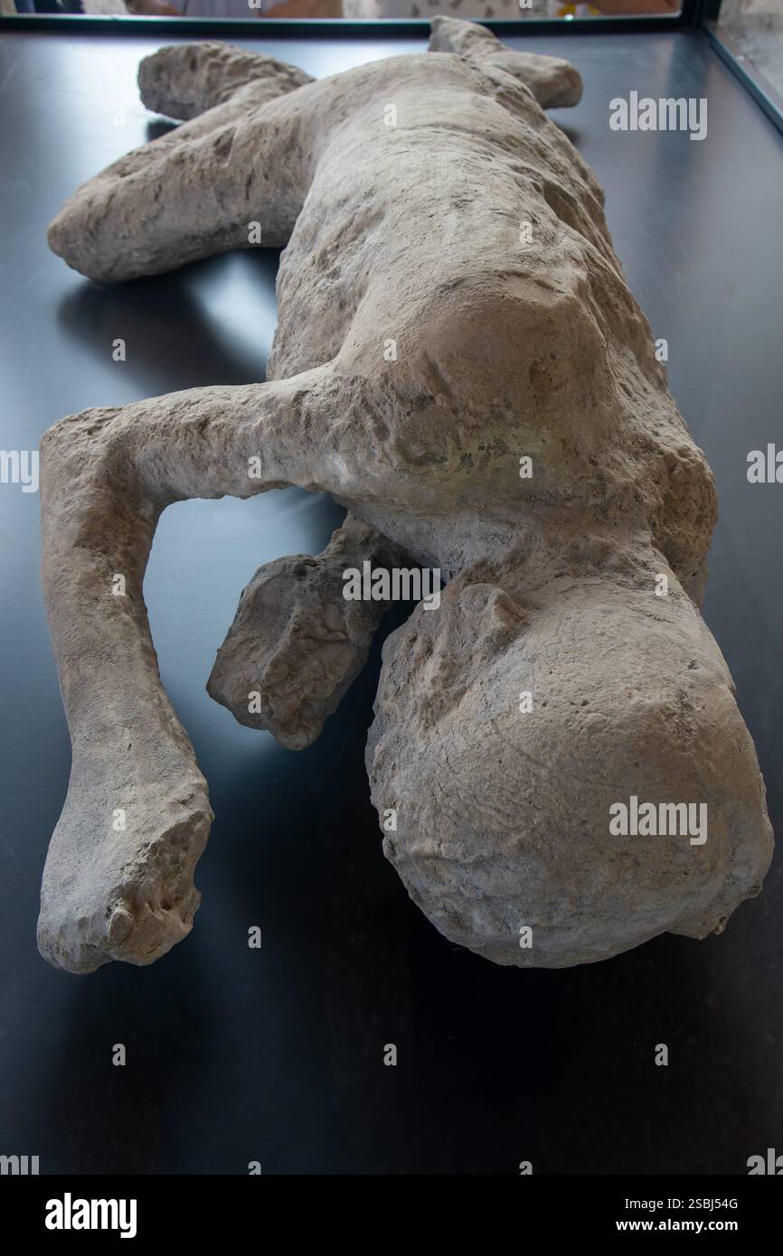 Plaster cast of a victim of the volcanic eruption, displayed in the Macellum in the ancient ...