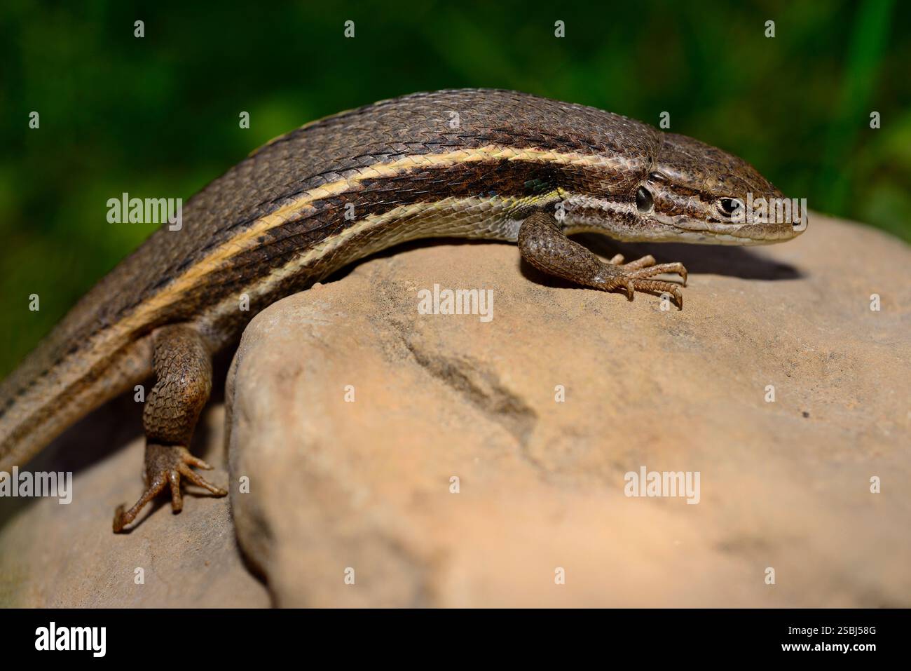 Small lizard (Psammodromus algirus) in rio Lobos canyon, Soria, Spain ...