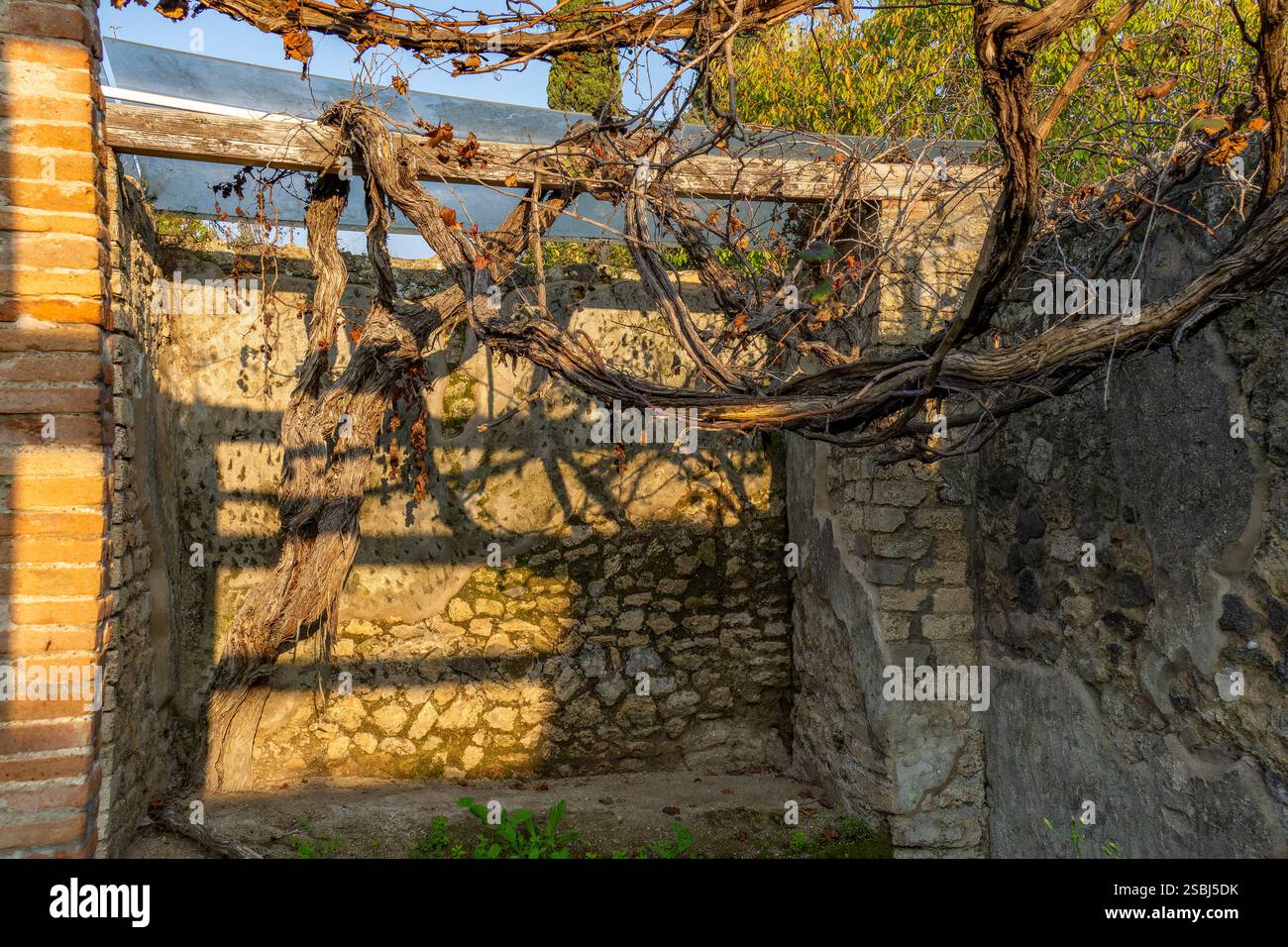 An ancient grape vine in the gardens of the House of Julia Felix ...