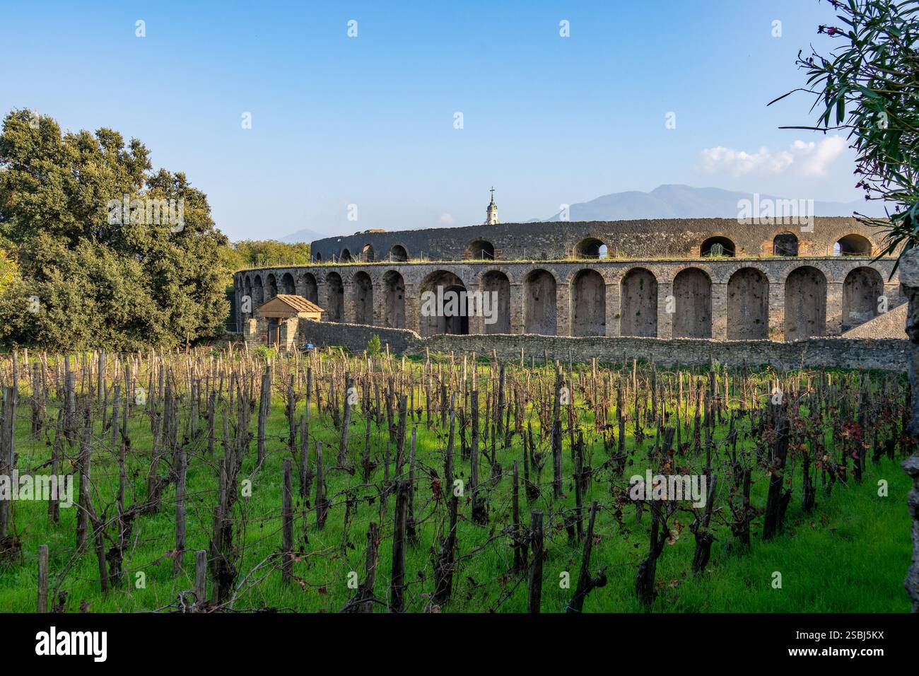 A grape vineyard in front of the Amphitheater of Pompeii in the ancient ...