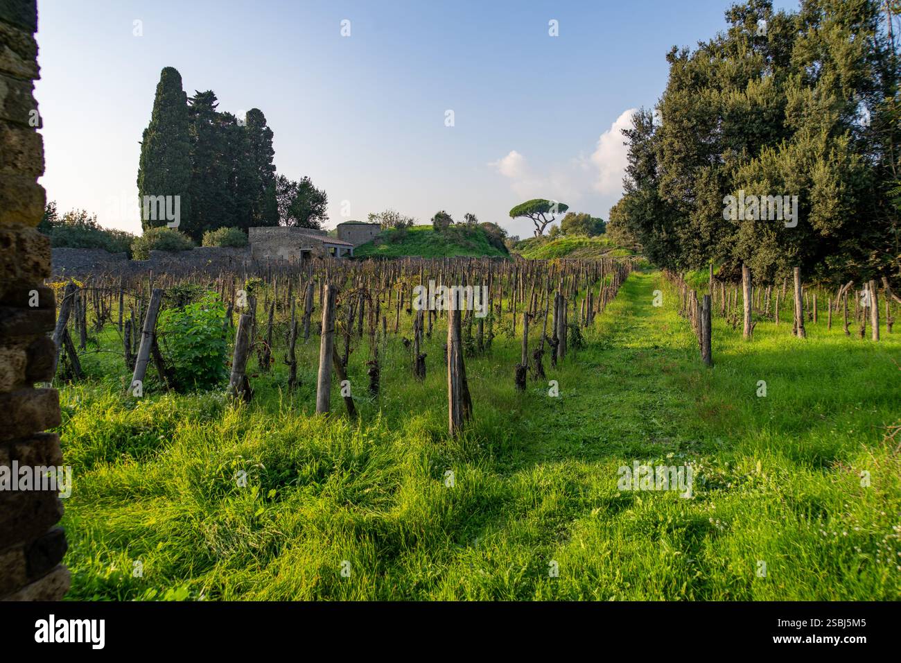 A grape vineyard in the ancient Roman ruins of Pompeii, Italy Stock ...