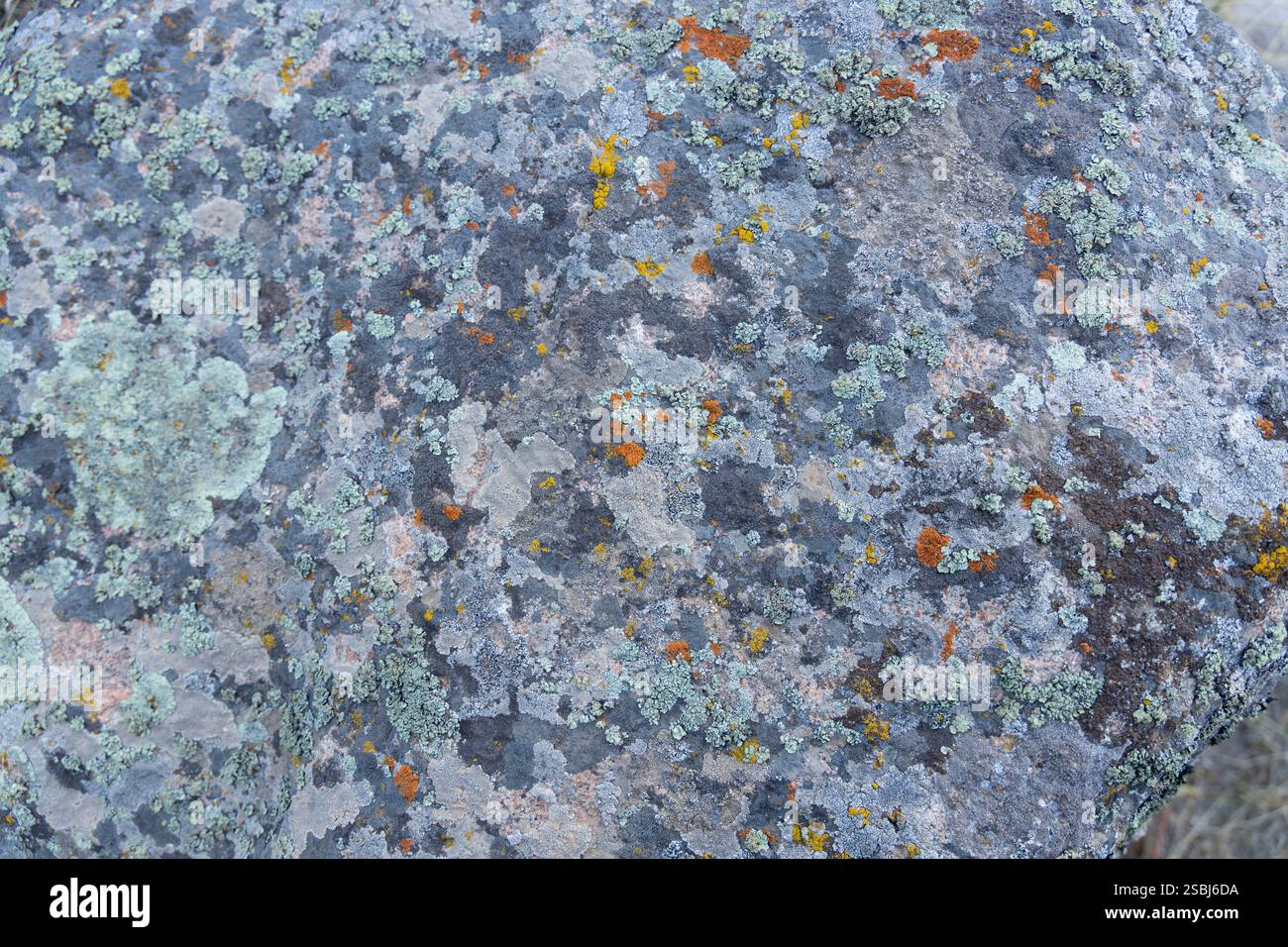 Nature patterns of multicolored mosses and lichens, natural texture ...