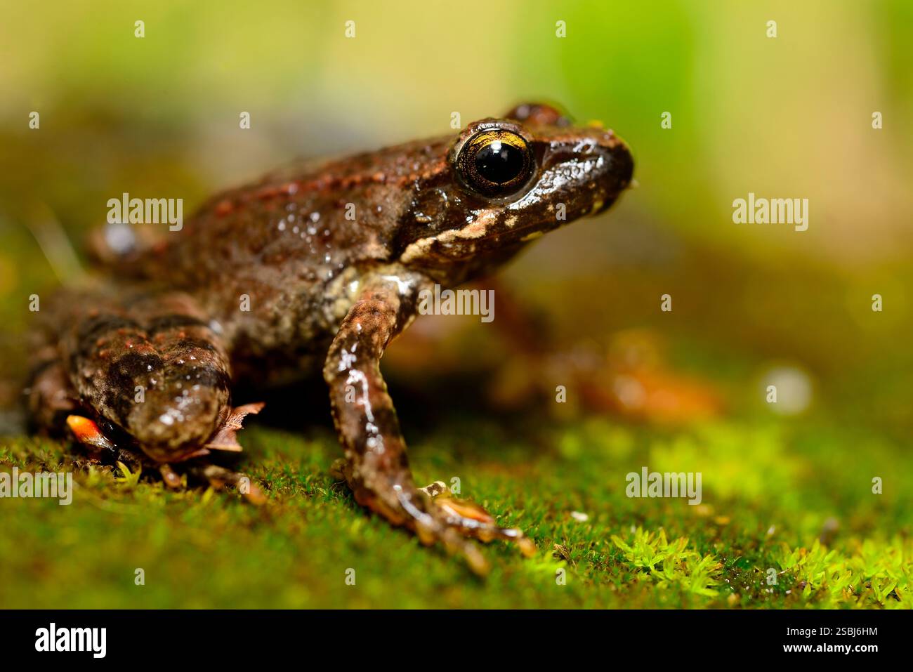 Greek frog (Rana graeca) Svinjista, Budva, Montenegro Stock Photo - Alamy