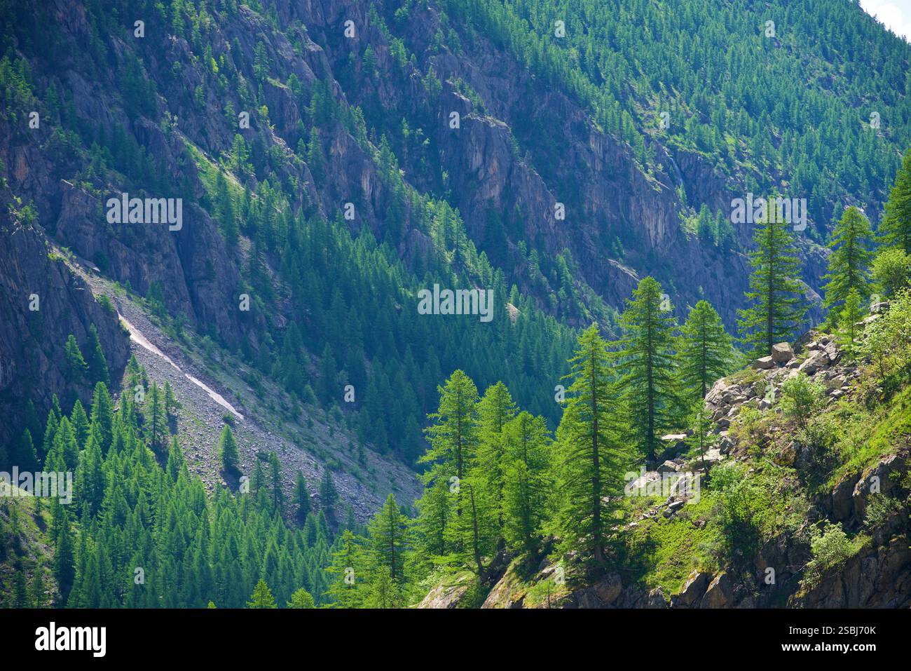 Pine slopes hi-res stock photography and images - Alamy