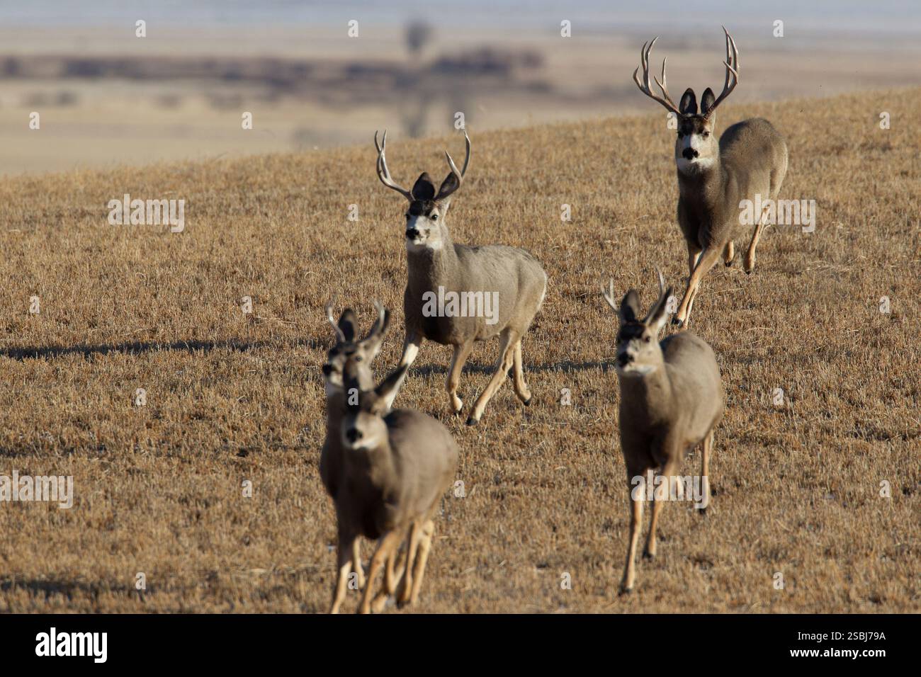 Buck and antlers hi-res stock photography and images - Alamy