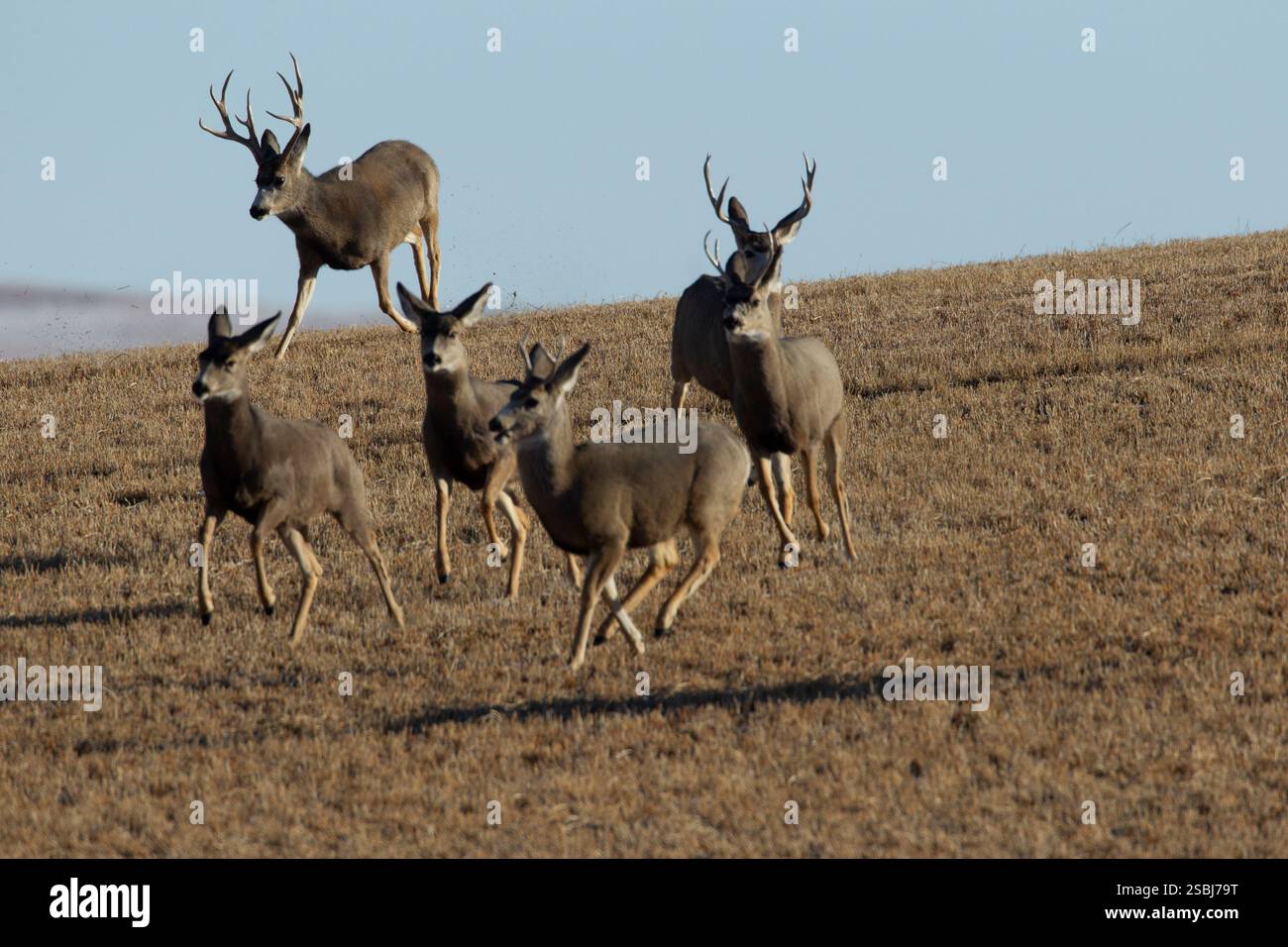 Trophy species hi-res stock photography and images - Alamy