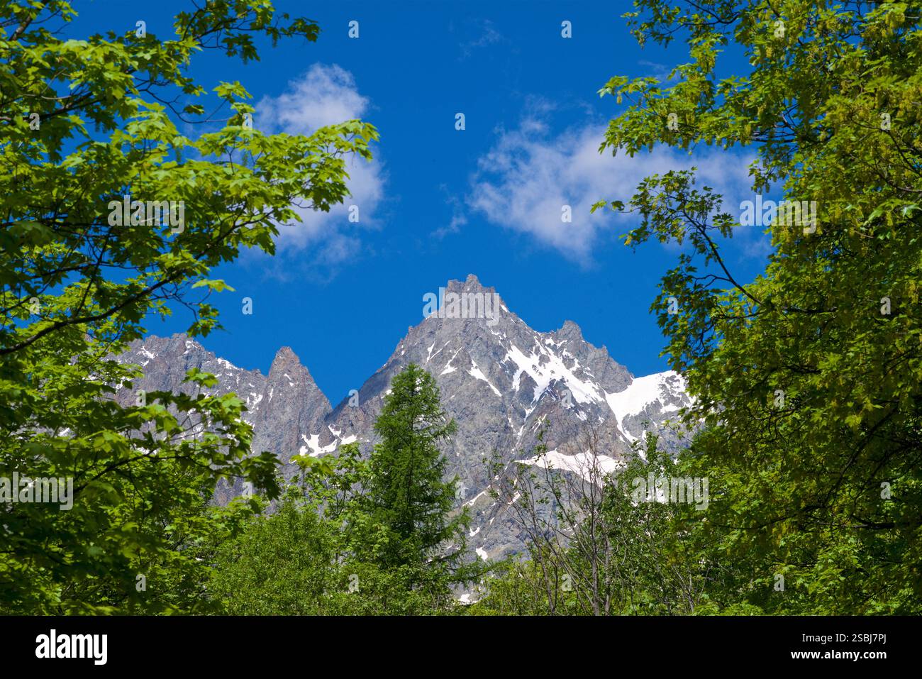 Mont Pelvoux / surounding mountains seen through trees on the road from ...