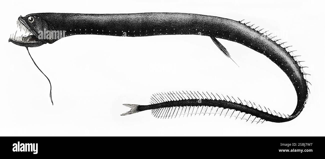 Black dragonfish, Idiacanthus atlanticus, illustration. The black dragonfish, is a barbeled ...